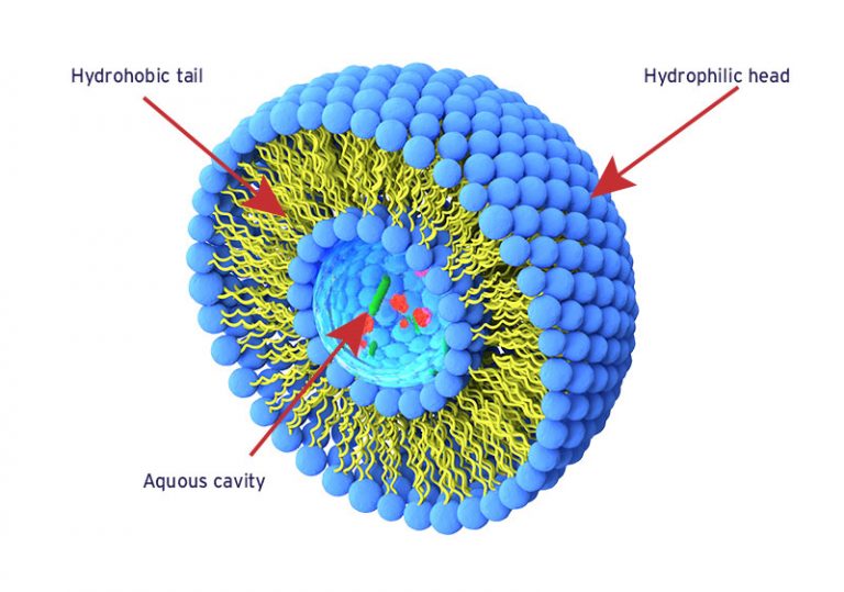 Liposome Nanoparticle | Liposome Monitoring